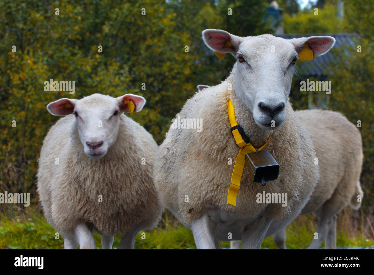 Ewe bell hi-res stock photography and images - Alamy