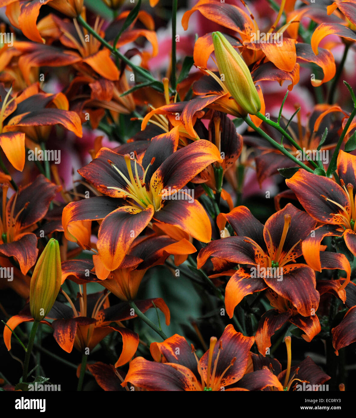Close up portrait of the flowering Lilium 'Forever Susan' Stock Photo ...