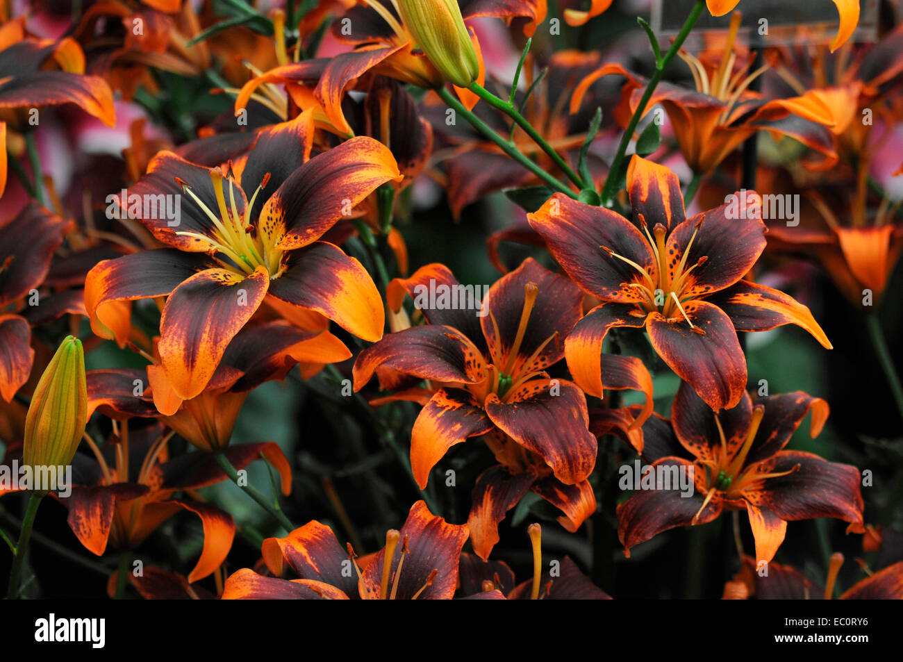 Lily forever susan hi-res stock photography and images - Alamy