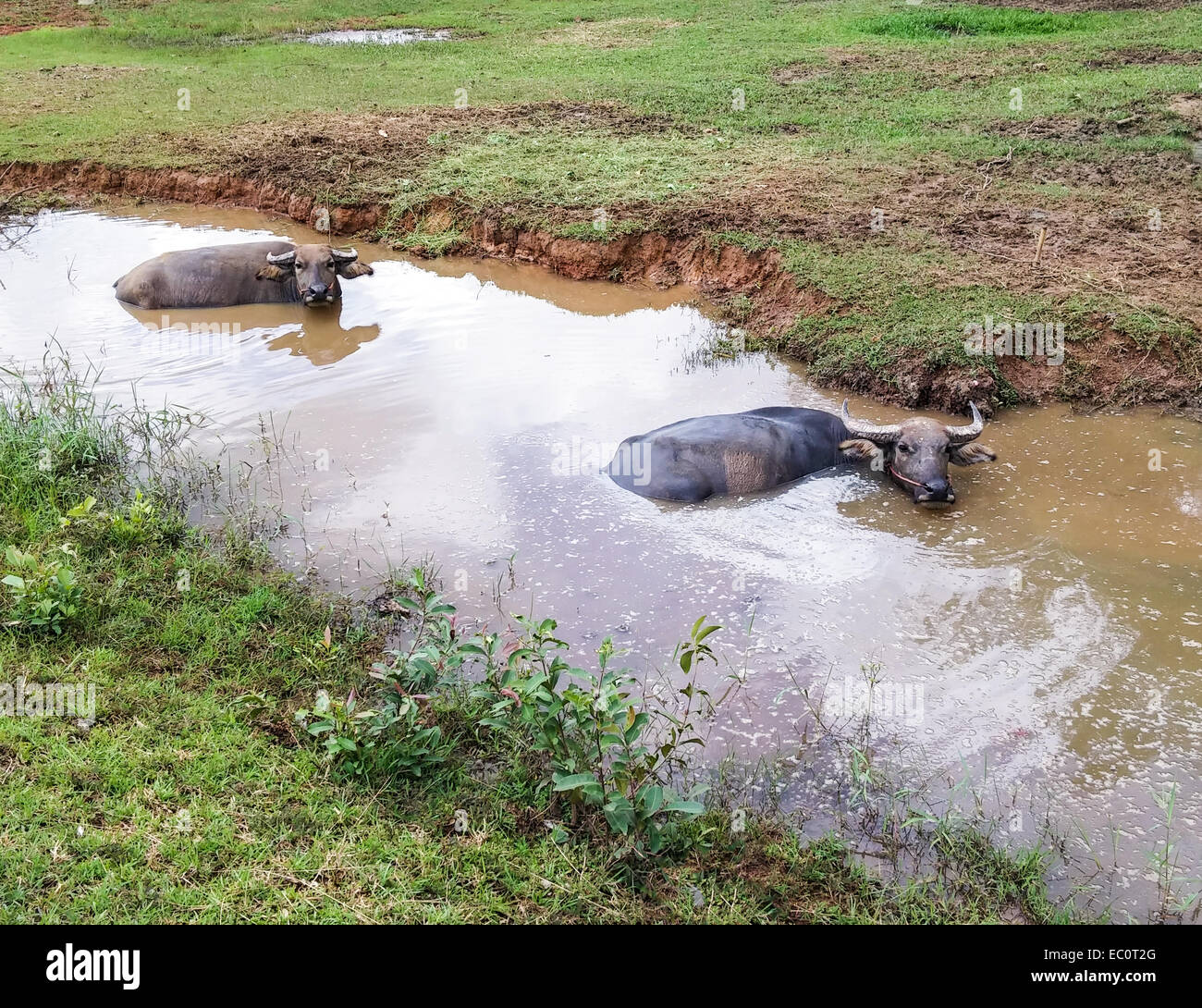 Large Thai buffalo in the small swamp Stock Photo - Alamy