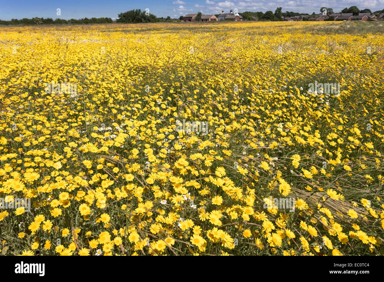 Corn marigolds (Glebionis segetum) being grown for seed by Landlife ...