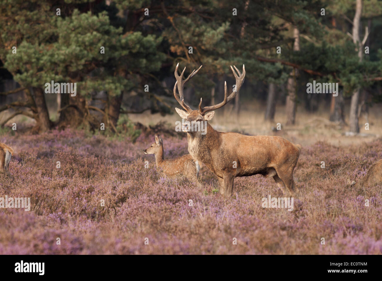 Wild red deer stag Stock Photo - Alamy