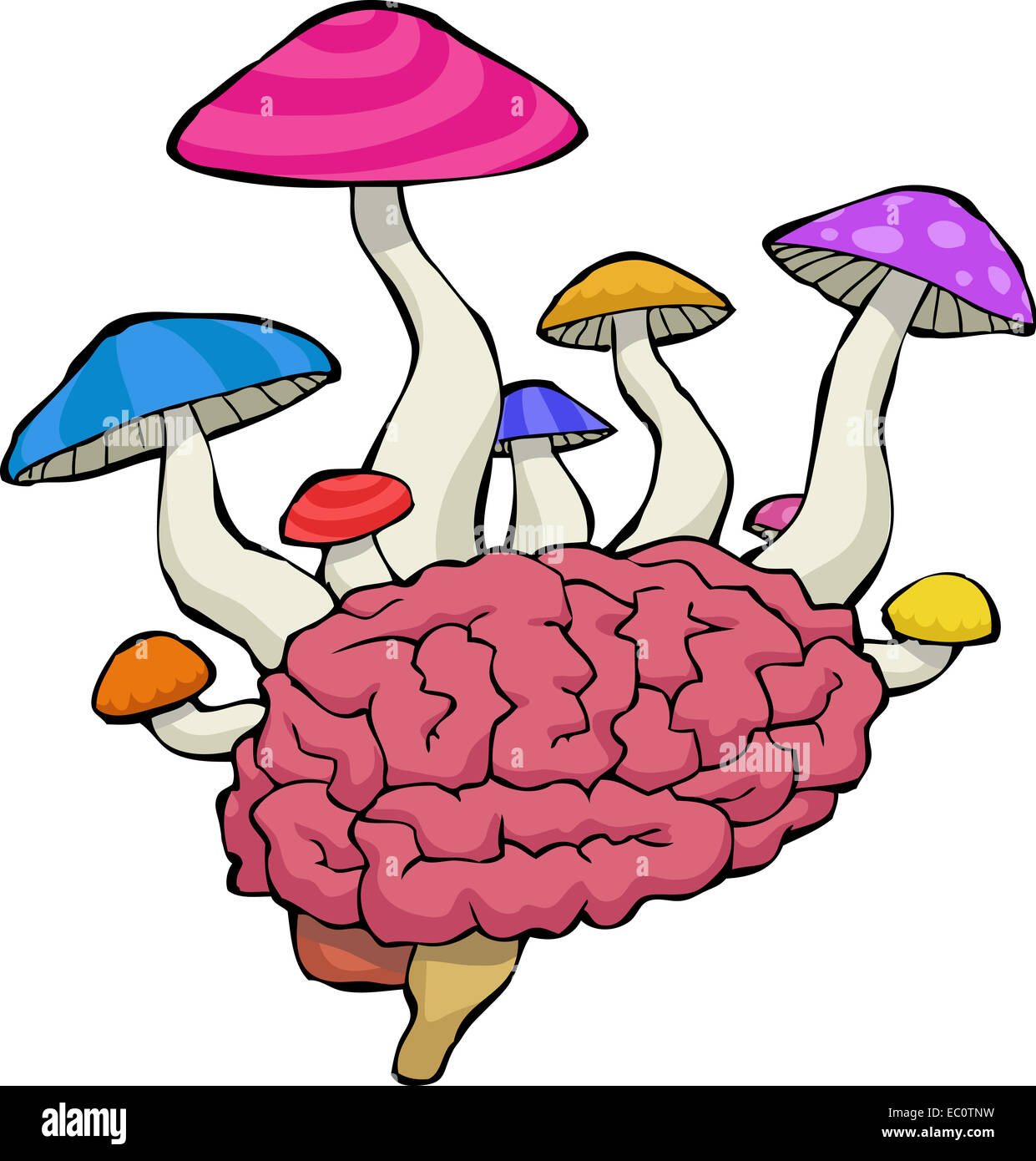Human Brain Cerebellum Organ Cut Out Stock Images & Pictures - Alamy