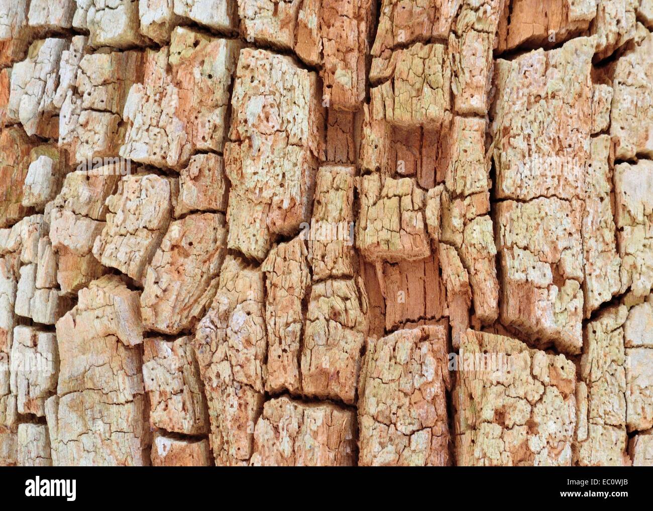Tree bark background hi-res stock photography and images - Alamy