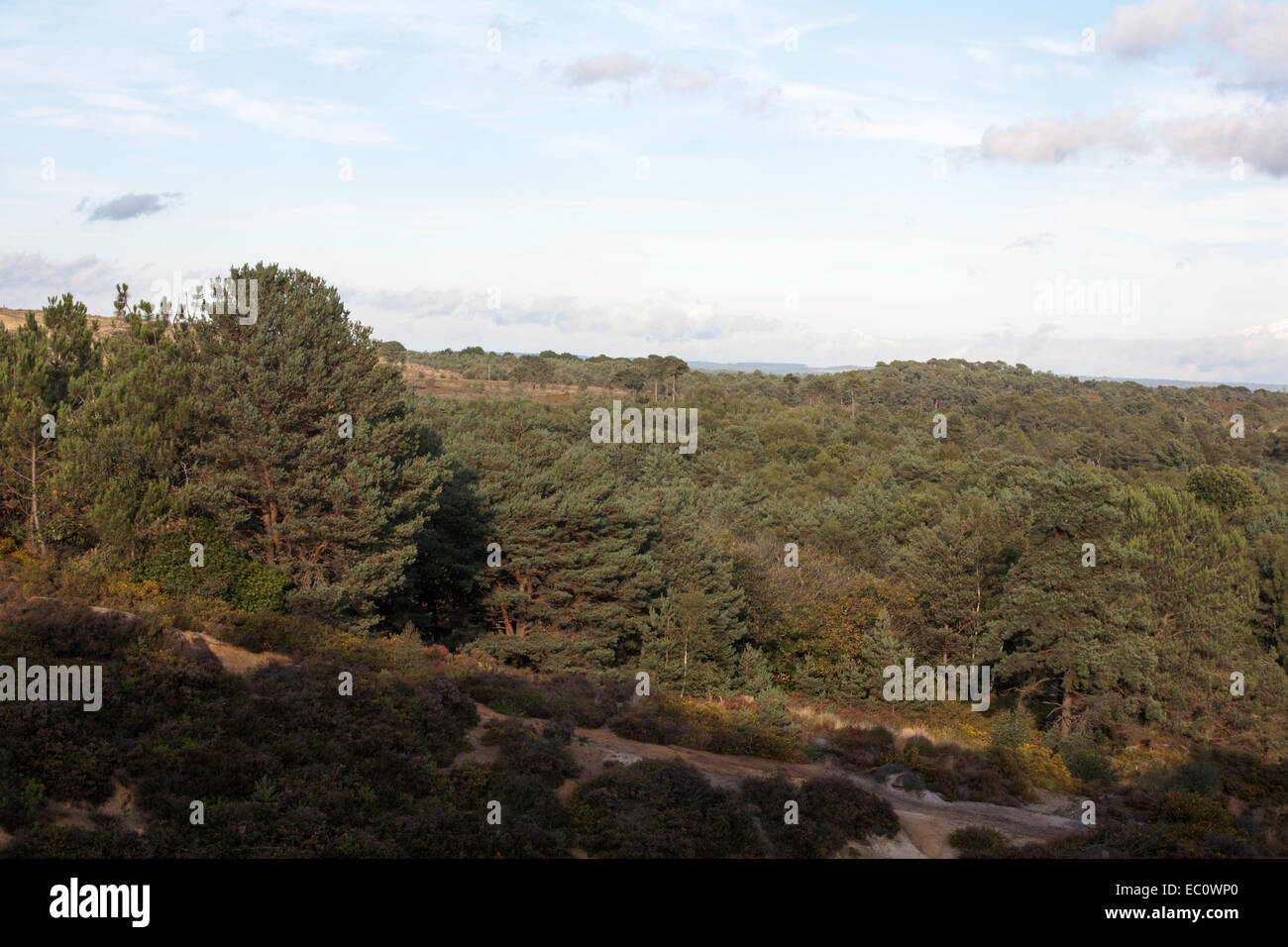 Scots Pine Wood Trees Canford Heath Poole Dorset England Stock Photo ...