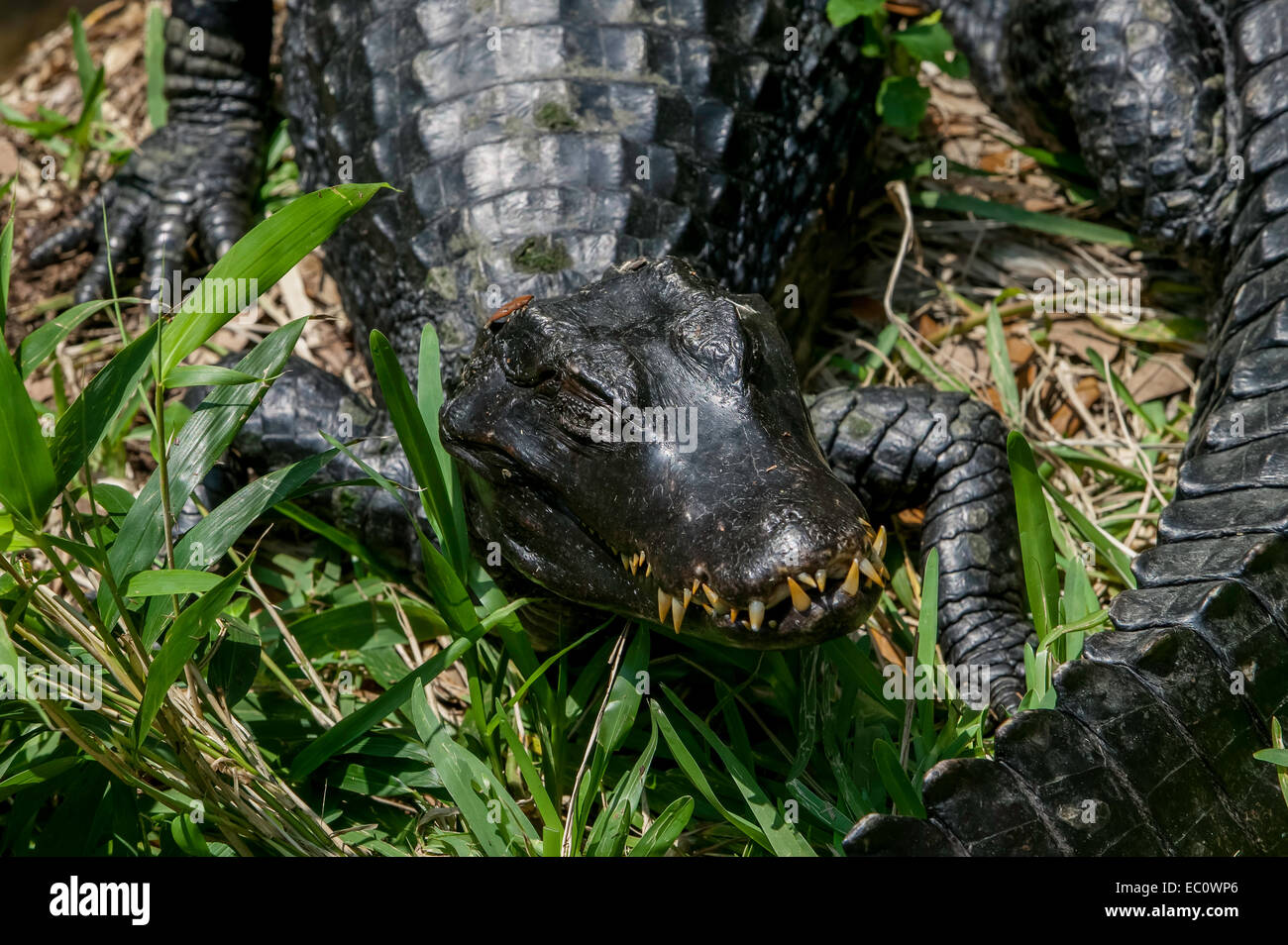 Close-up of a captive Dwarf Caiman showing many long teeth St ...