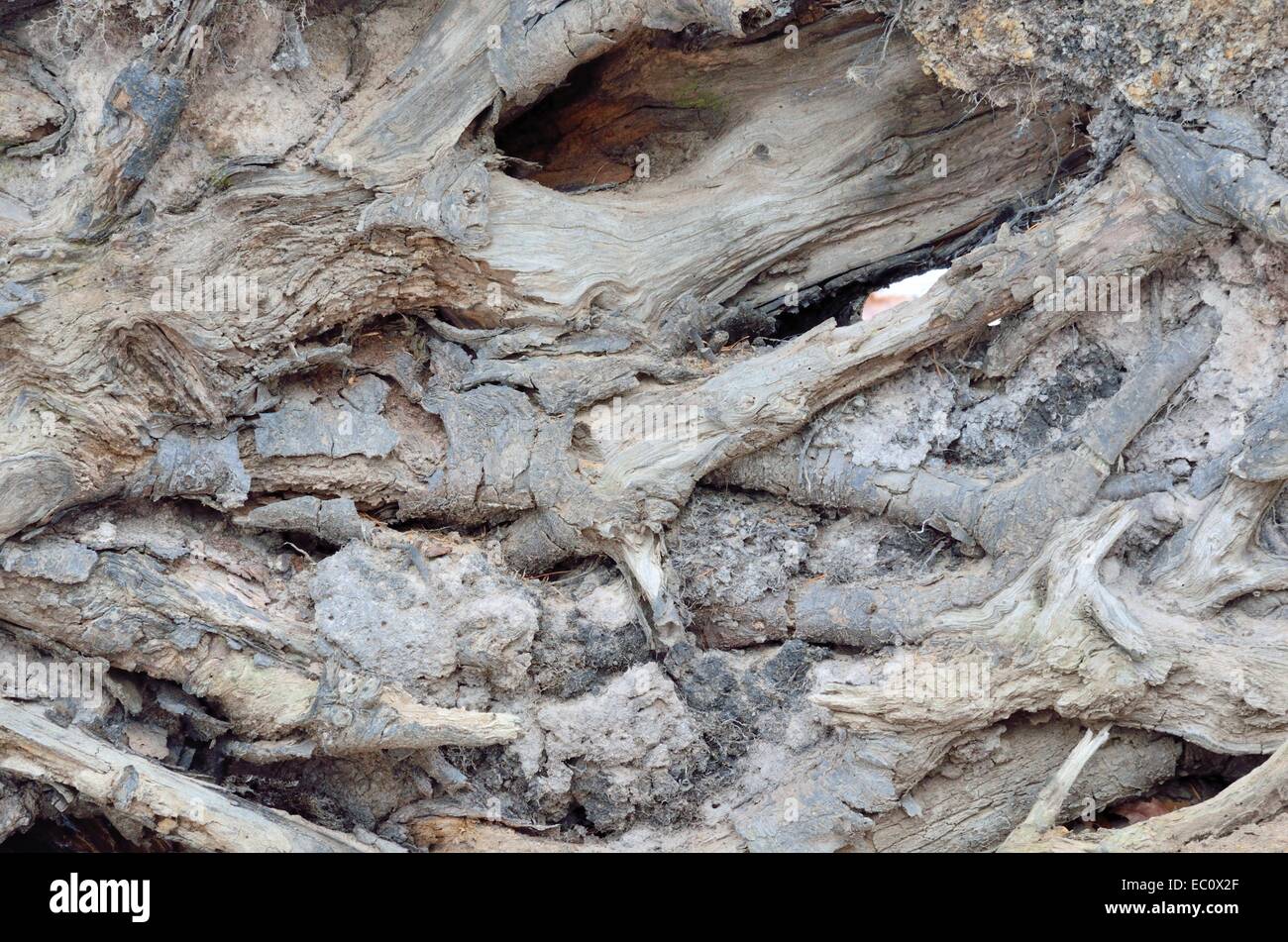 Tree Roots Background for copy space or wallpaper Stock Photo - Alamy