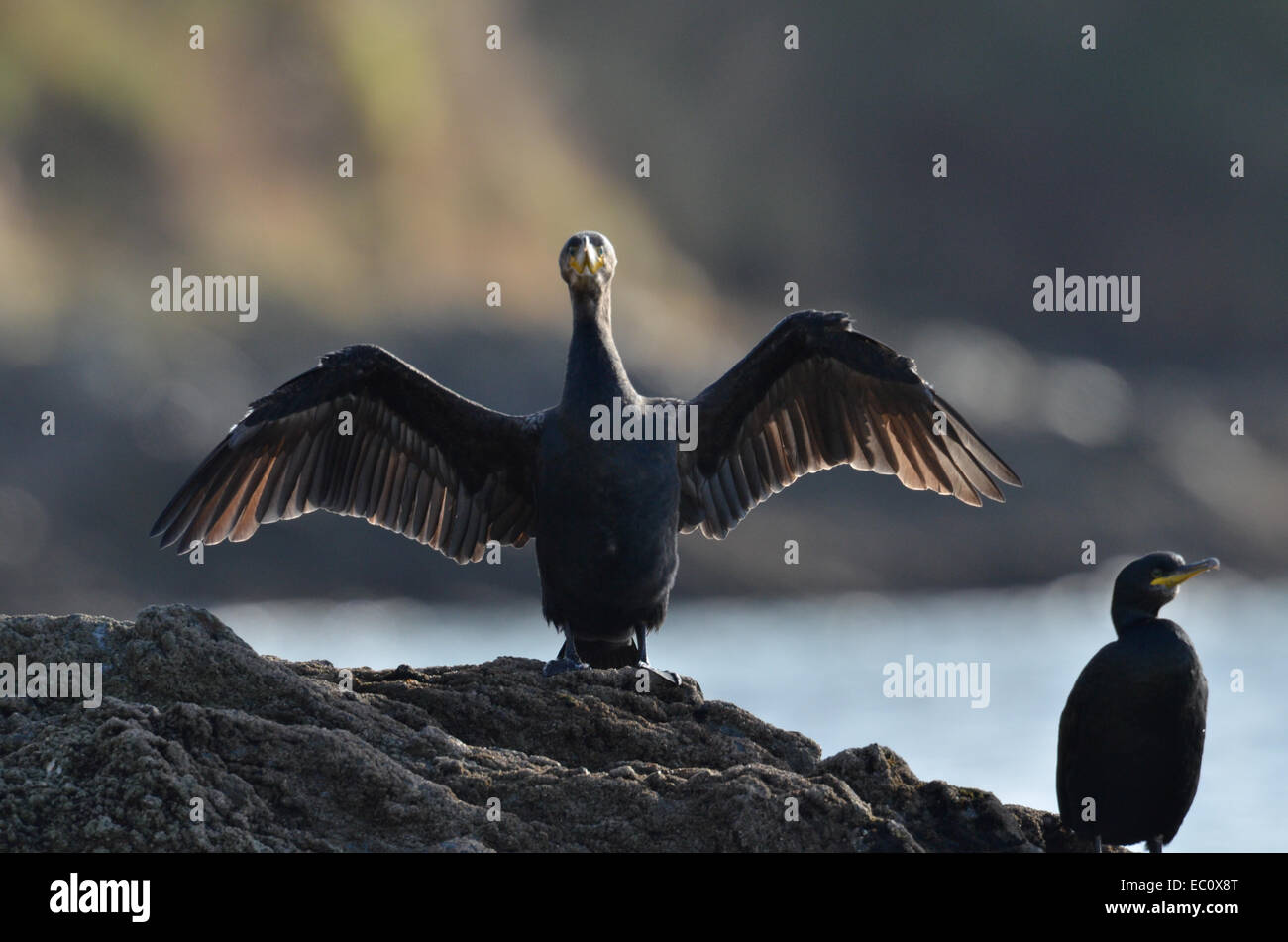 Cormorant with negative space hi-res stock photography and images - Alamy