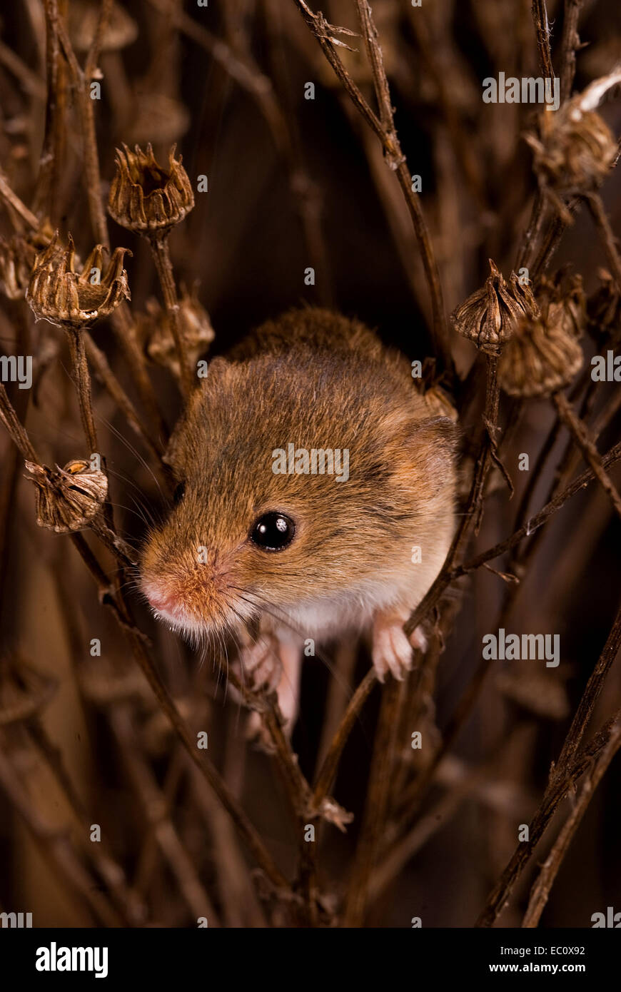 Small japanese field mouse hi-res stock photography and images - Alamy