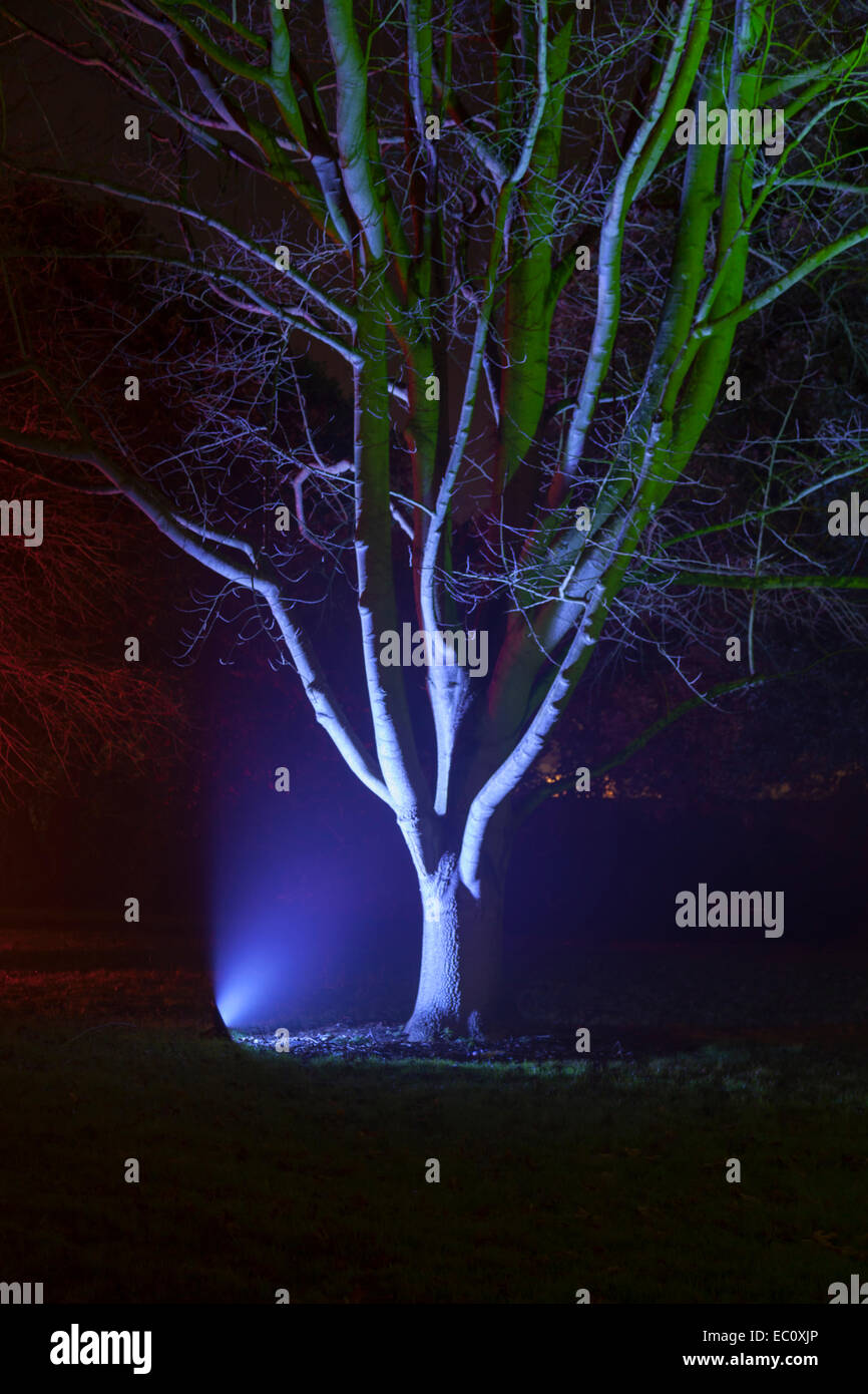 Enchanted Woodland - Night time illuminations of the park, lake and ...