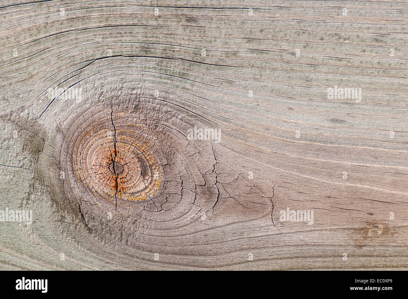 Tree root background image for wallpaper or copy space Stock Photo - Alamy