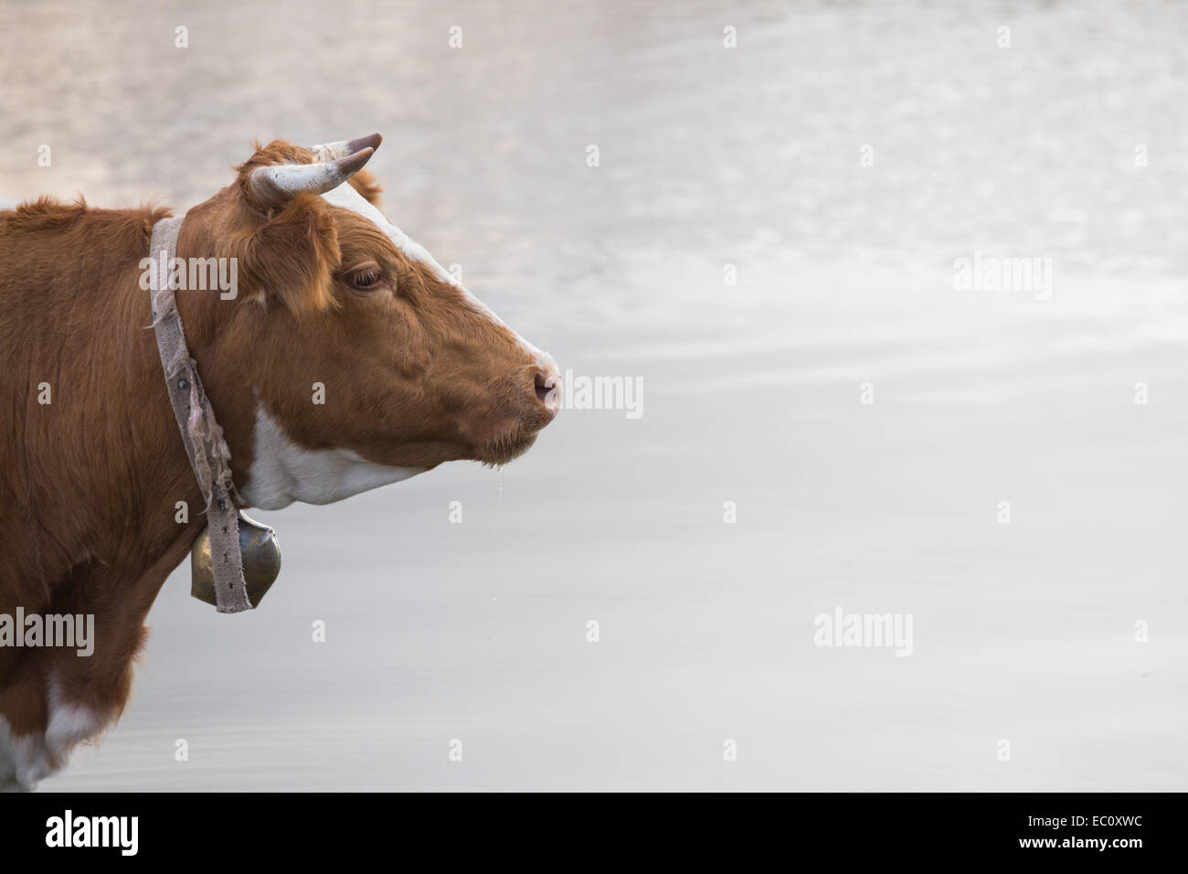 Bell cow hi-res stock photography and images - Alamy