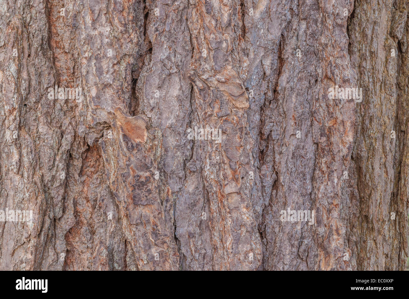 Tree Bark Background for wallpaper or art Stock Photo - Alamy
