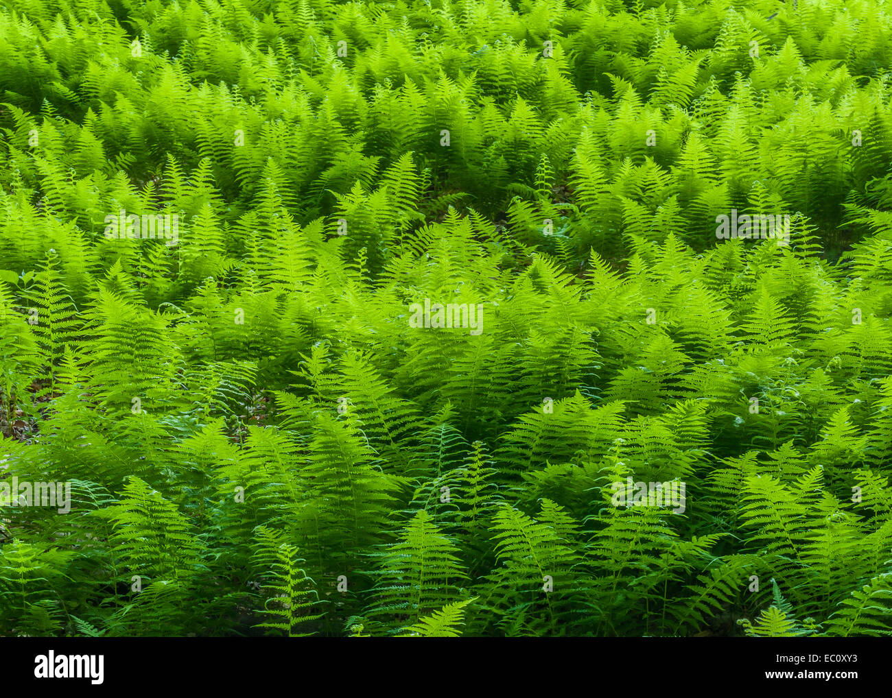 Ferns on the floor of the woods in the summer Stock Photo - Alamy