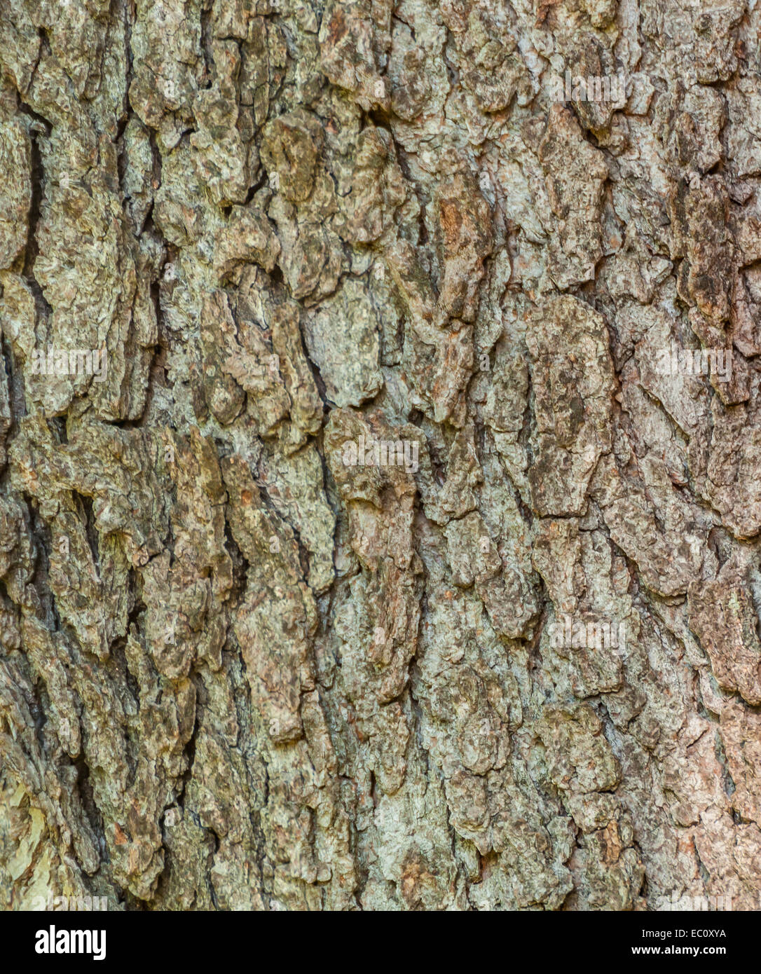 Tree Bark Background for wallpaper or art Stock Photo - Alamy