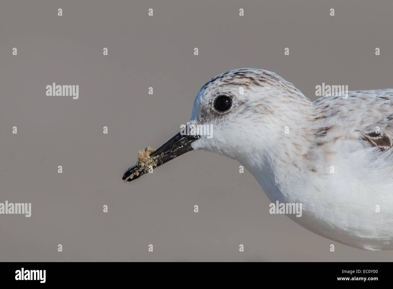 Sanderling bird hi-res stock photography and images - Alamy