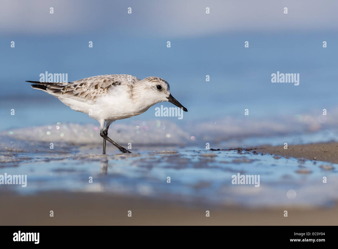 Sanderling bird hi-res stock photography and images - Alamy