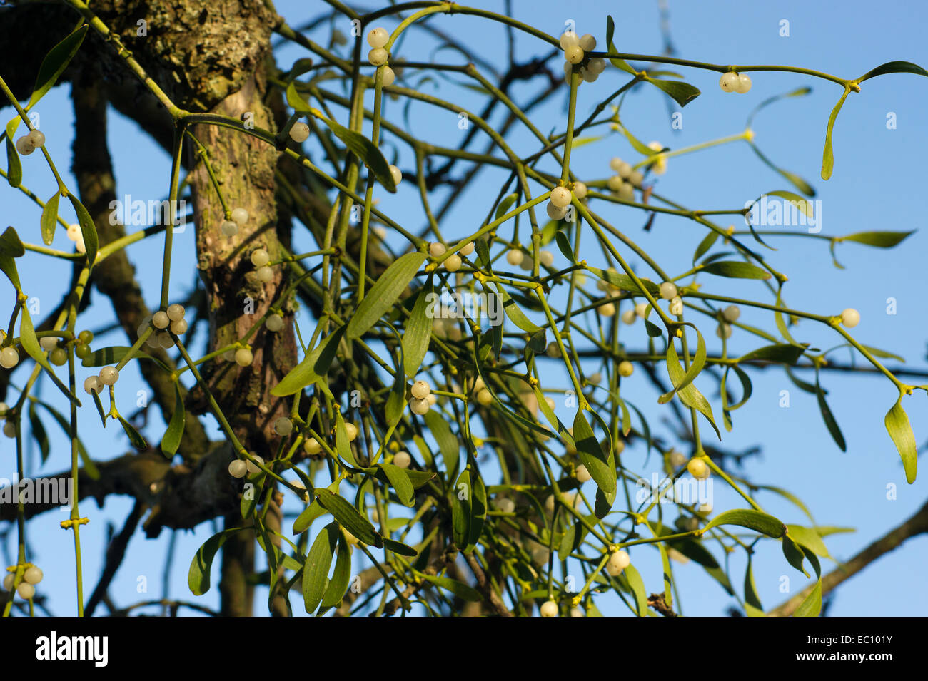 Kissing under the mistletoe hi-res stock photography and images - Alamy