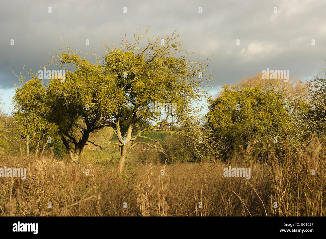 Kissing under the mistletoe hi-res stock photography and images - Alamy