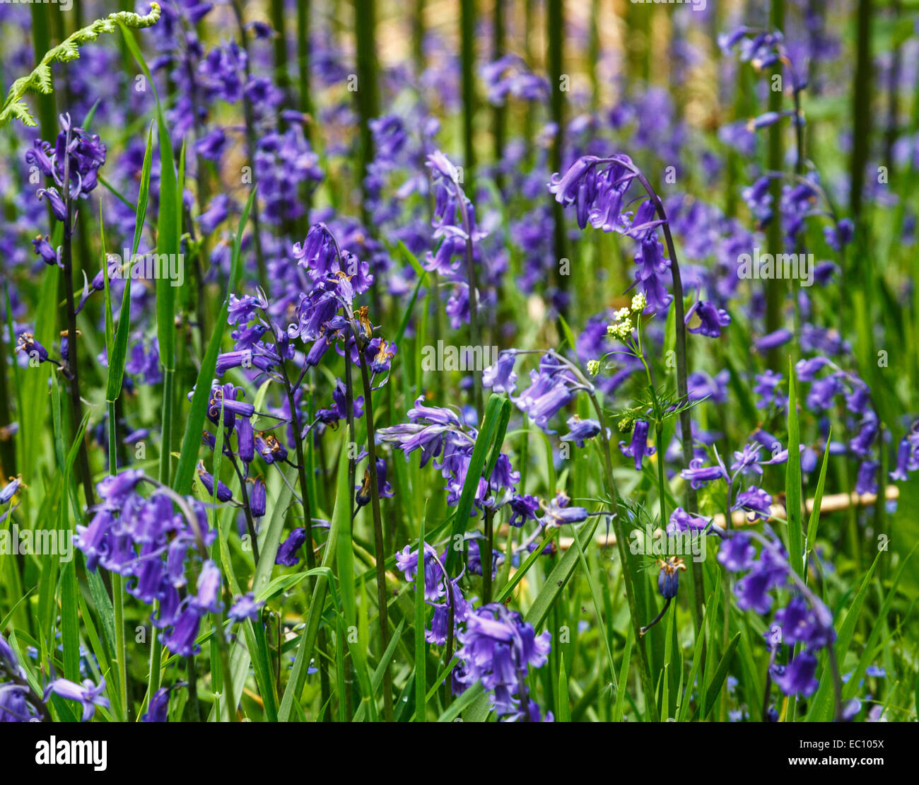Meadow bluebell flowers hi-res stock photography and images - Alamy