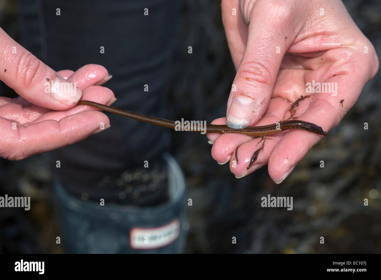 Snake Pipefish Entelurus Aequoreus High Resolution Stock Photography ...