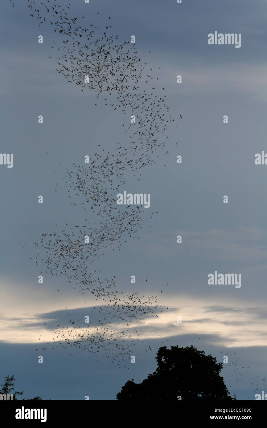 Wrinkled lipped bats (Tadarida plicata/Chaerephon plicata), emerging at ...