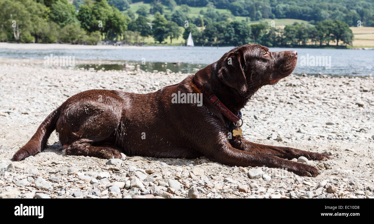 Labrador by lake hi-res stock photography and images - Alamy