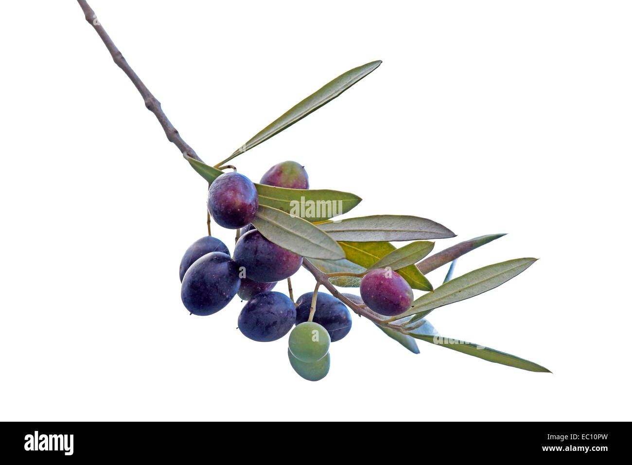 Olive sprig hi-res stock photography and images - Alamy