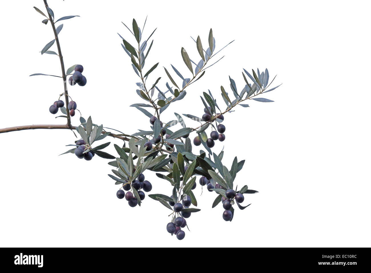 Olive sprig hi-res stock photography and images - Alamy