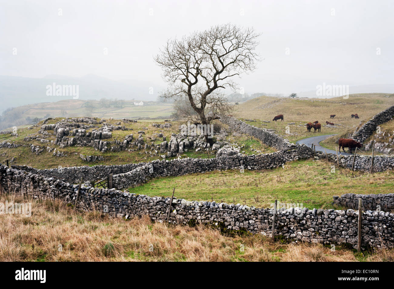 Misty day above the village of Langcliffe, near Settle, North Yorkshire ...