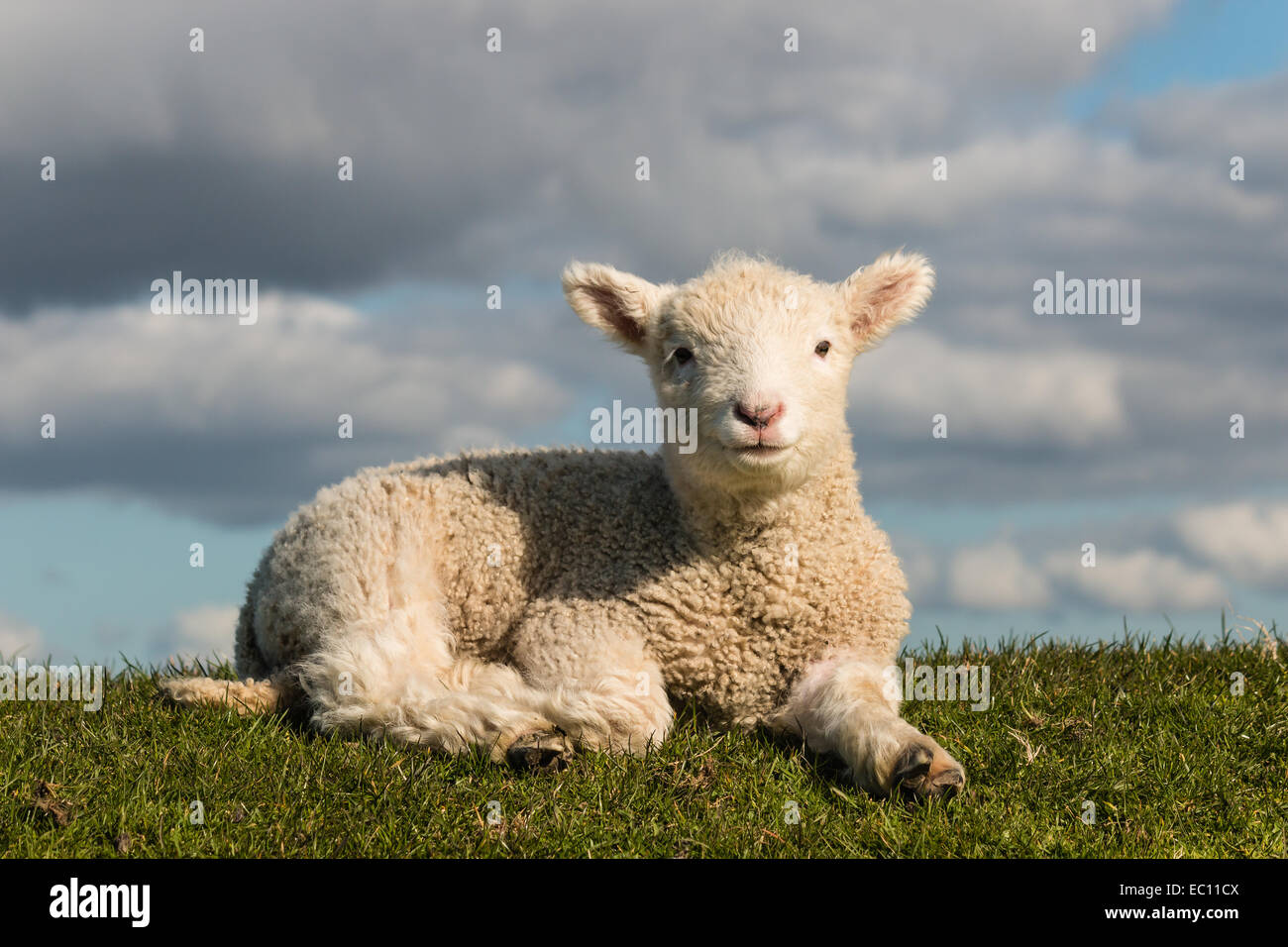 Adorable little lamb hi-res stock photography and images - Alamy