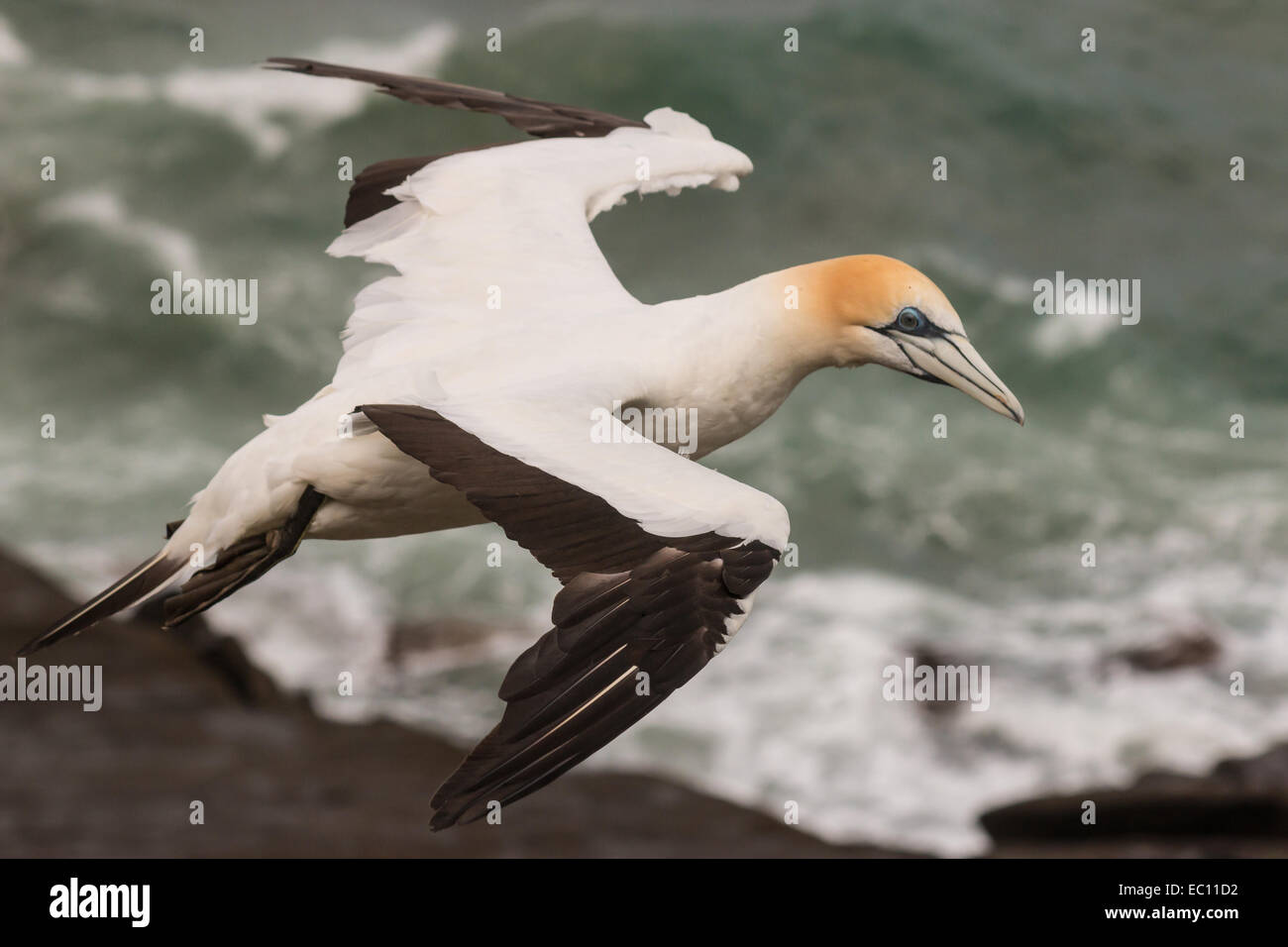 detail of soaring gannet Stock Photo - Alamy