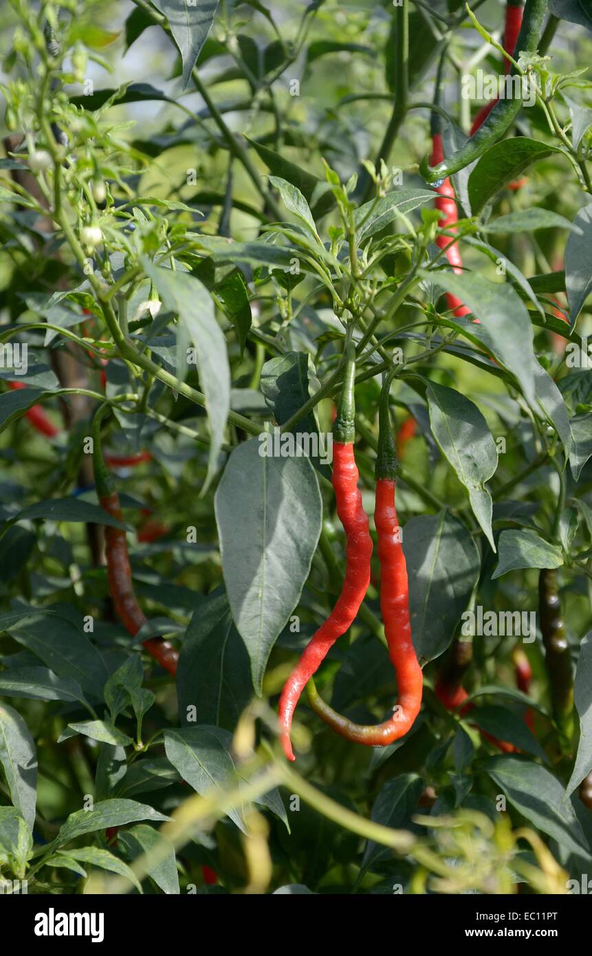 red pepper crops, plan Stock Photo - Alamy