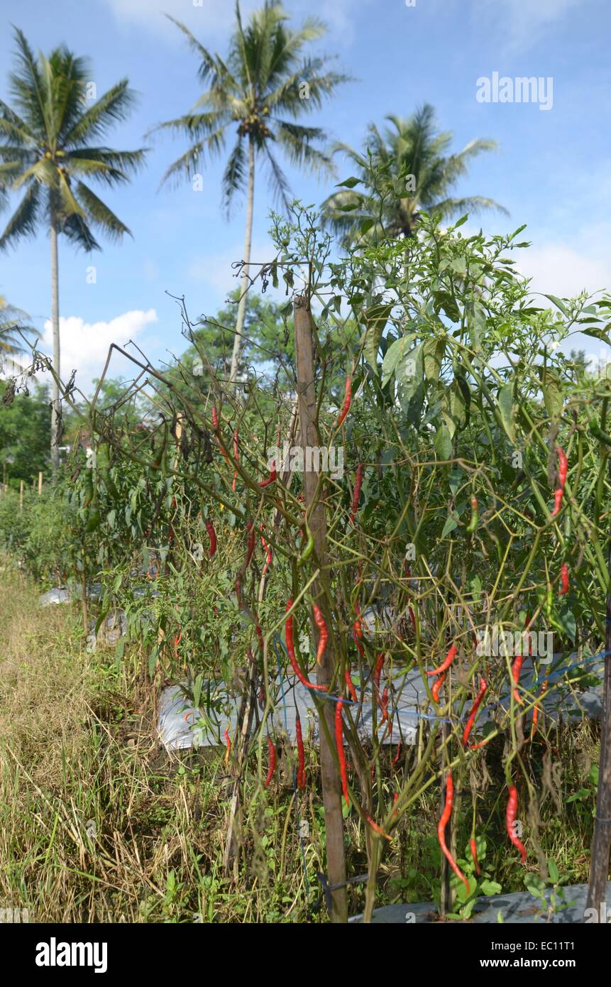 red pepper crops Stock Photo - Alamy