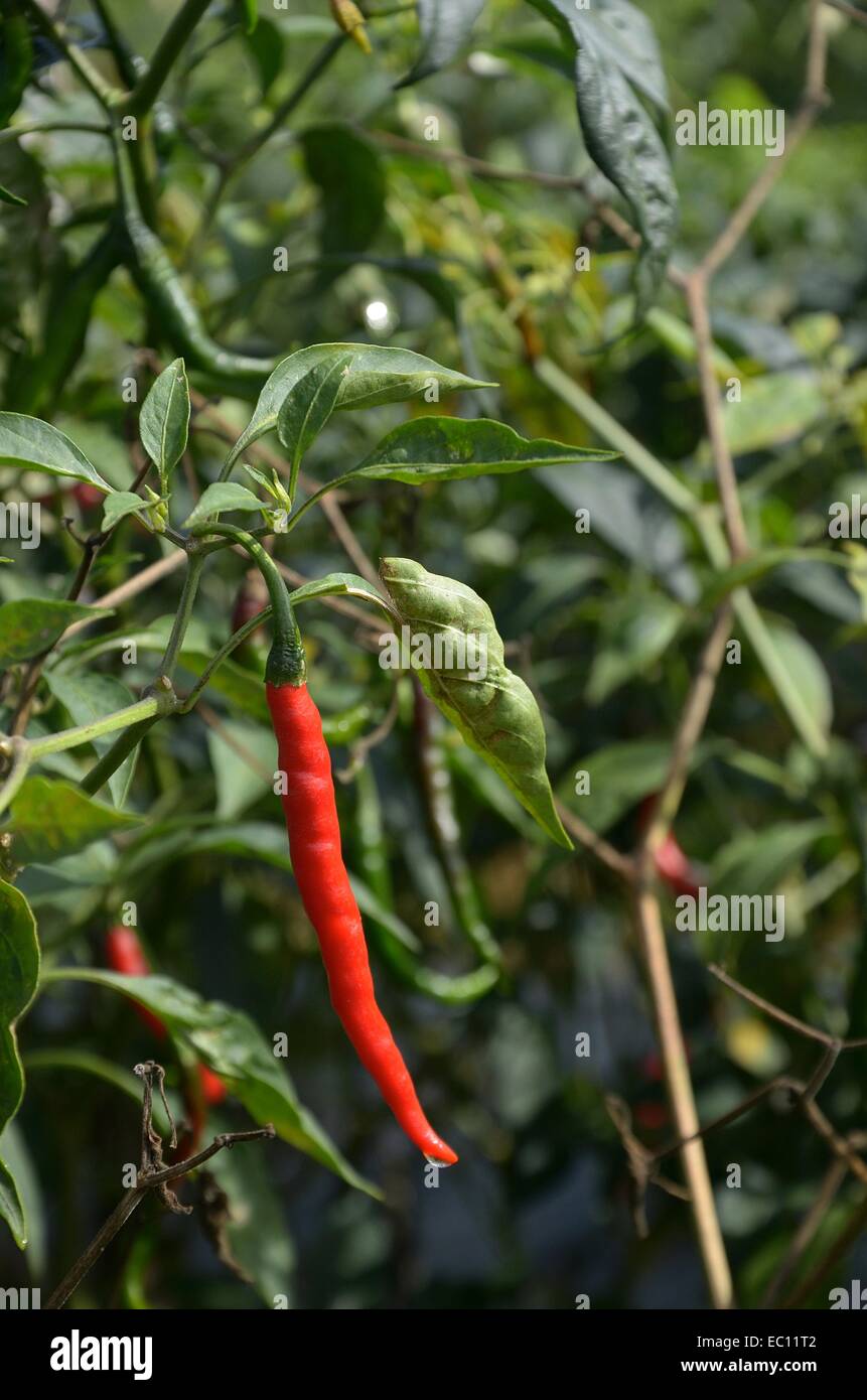 red pepper crops, plan,chili Stock Photo - Alamy