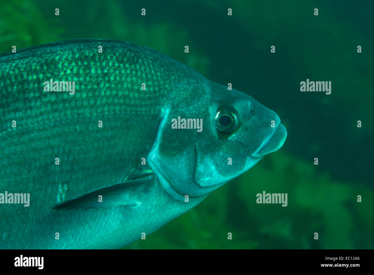 Cold water fish hi-res stock photography and images - Alamy