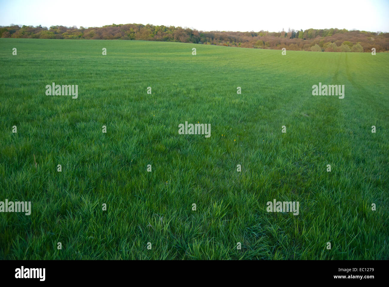 Open field grass hi-res stock photography and images - Alamy