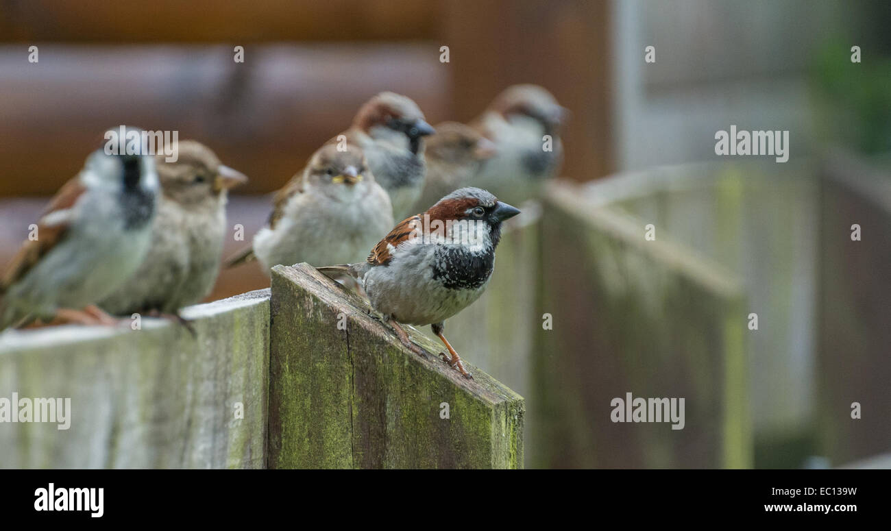 A brave Sparrow takes the lead and gets ready to take flight Stock ...