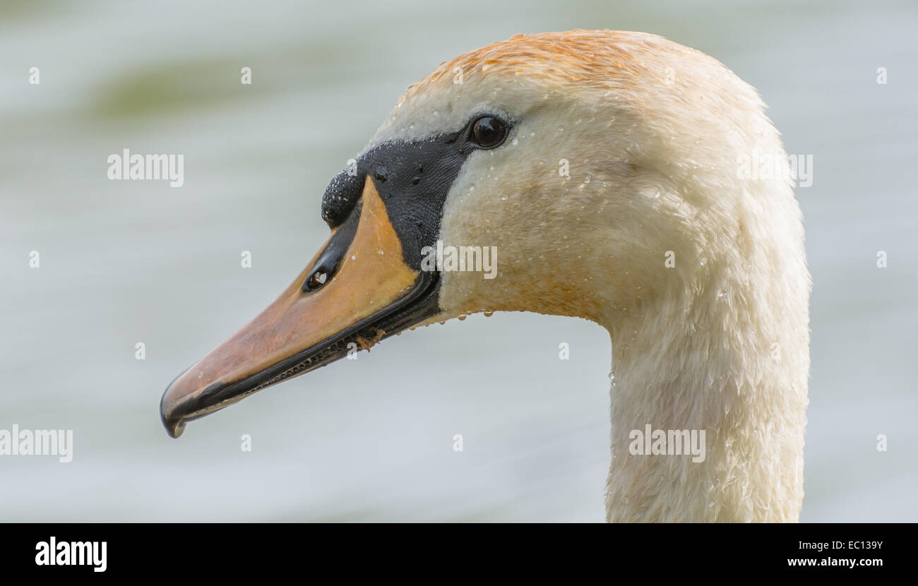 Swan wet hi-res stock photography and images - Alamy