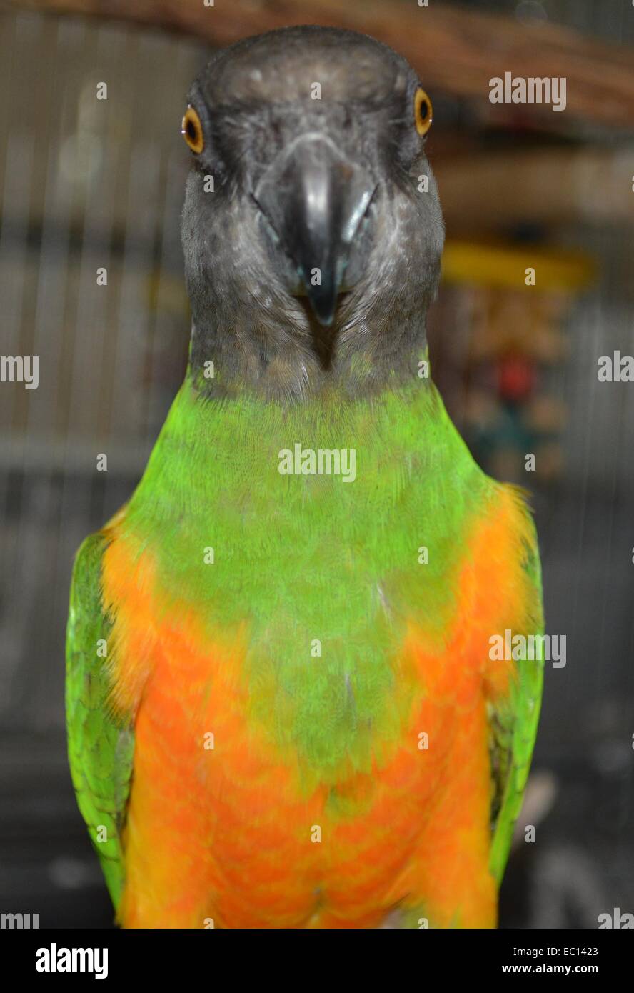 Senegal parrot hi-res stock photography and images - Alamy
