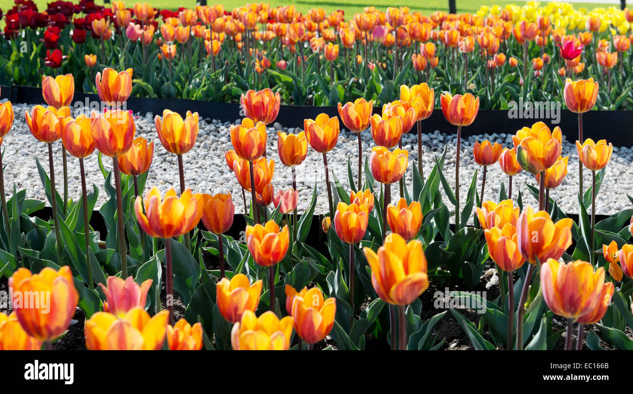 beautiful tulips field in spring time Stock Photo - Alamy