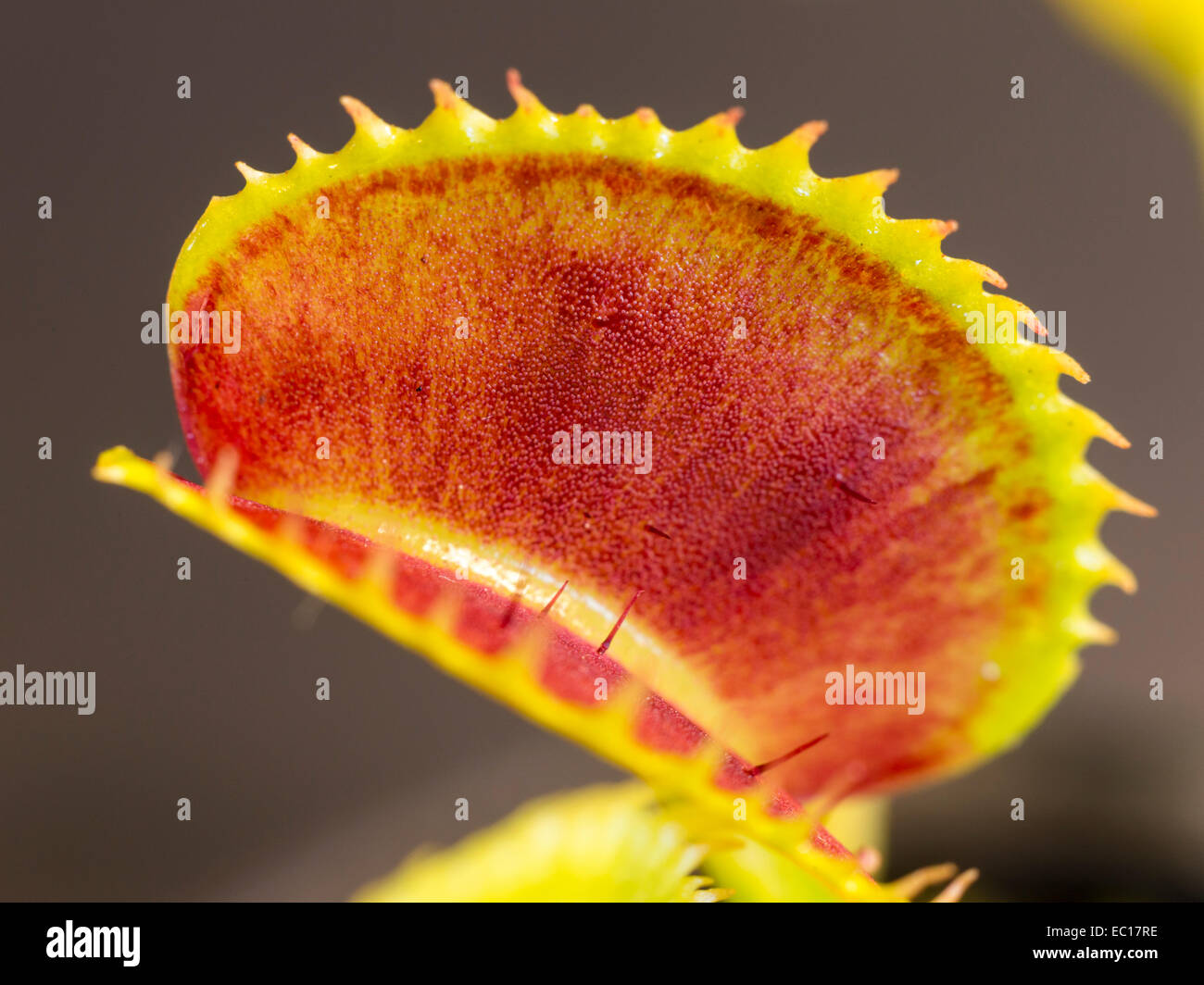 Closeu-up image of a Venus Flytrap Stock Photo - Alamy