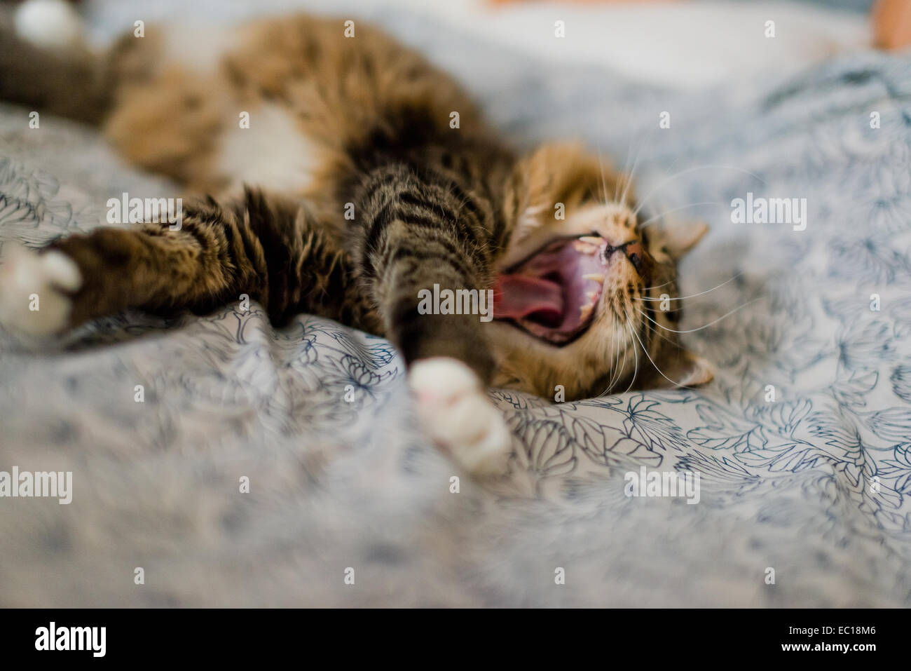 Shows fangs hi-res stock photography and images - Alamy