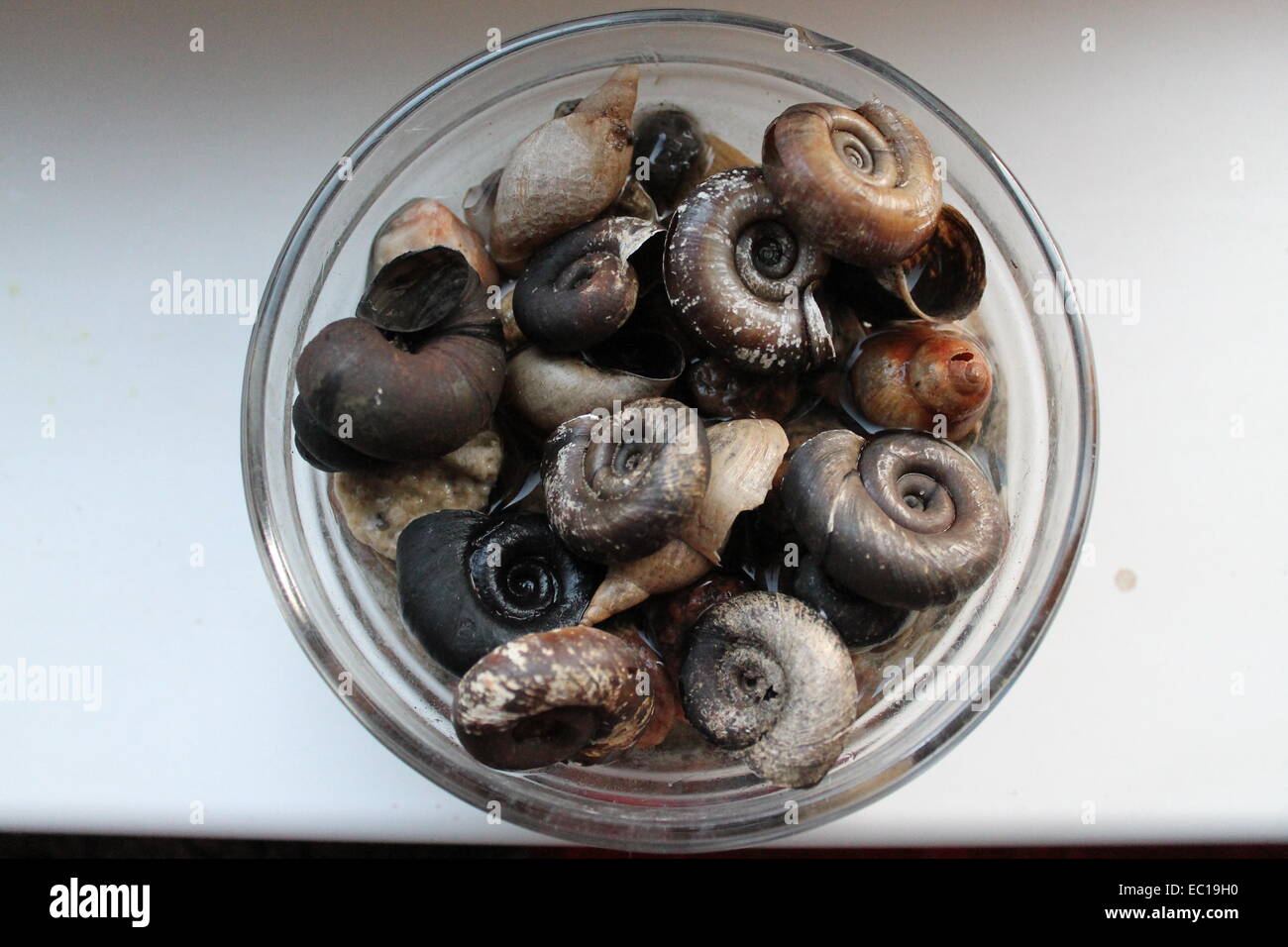 Lime snail shell hi-res stock photography and images - Alamy