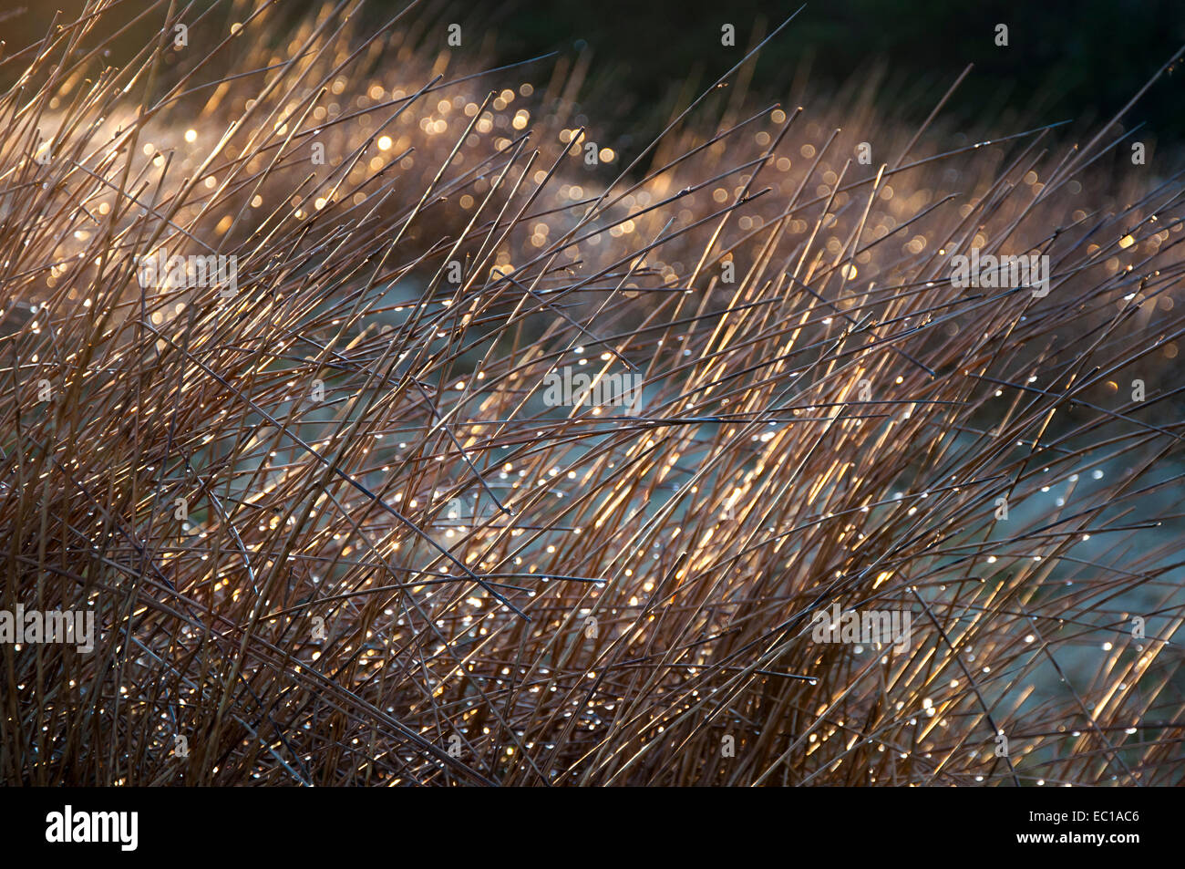 Rain drops on reeds, sparkling in sunlight. A colourful natural ...