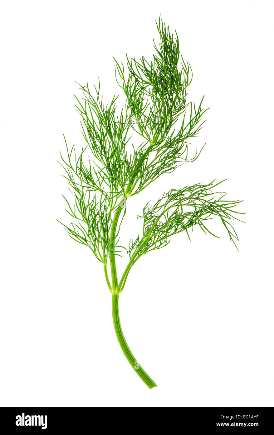 fresh dill herb leaf isolated on white background. food ingredient ...