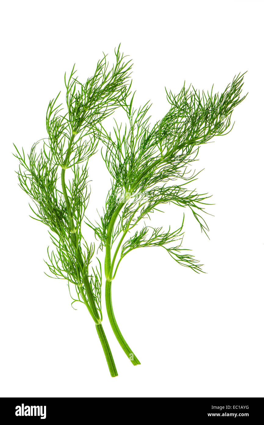 fresh dill herb leaves isolated on white background. food ingredient ...