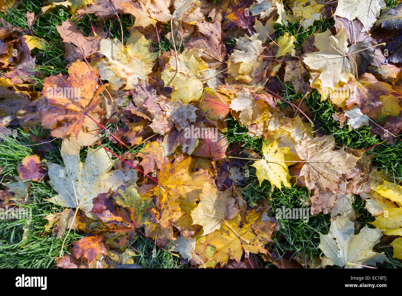 Fallen autumn leaves Stock Photo - Alamy