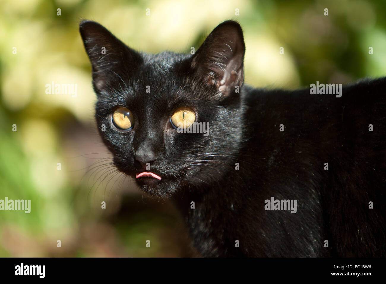 Closeup of a black cat Stock Photo - Alamy
