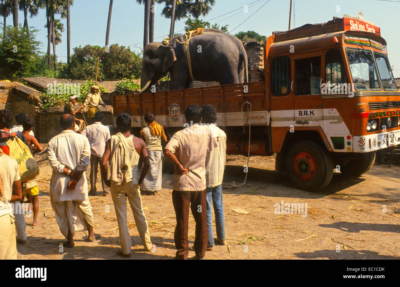 sonpur animal mela in india, elephant at truck Stock Photo - Alamy